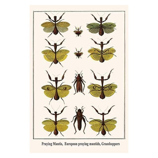 Praying Mantis, European Praying Mantids, Grasshoppers, 24" x 36 ...