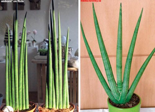 Curious about different S. cylindrica type leaf growth patterns