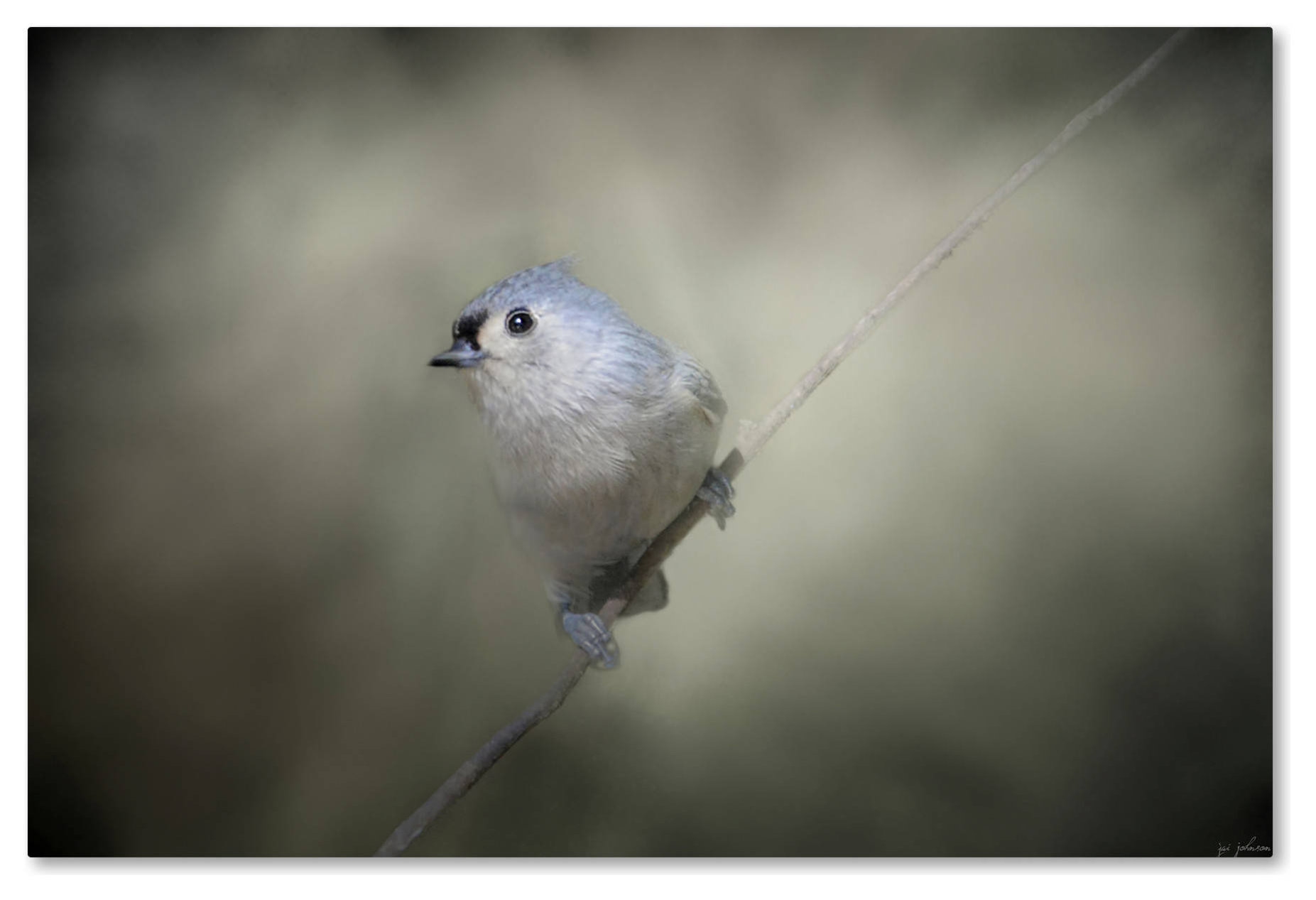 Jai Johnson 'Little Tufted Titmouse' Canvas Art, 32"x22" - Contemporary ...