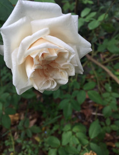 WHITE ROSES: 2021 Color Threads