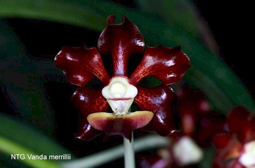 Vanda merrillii