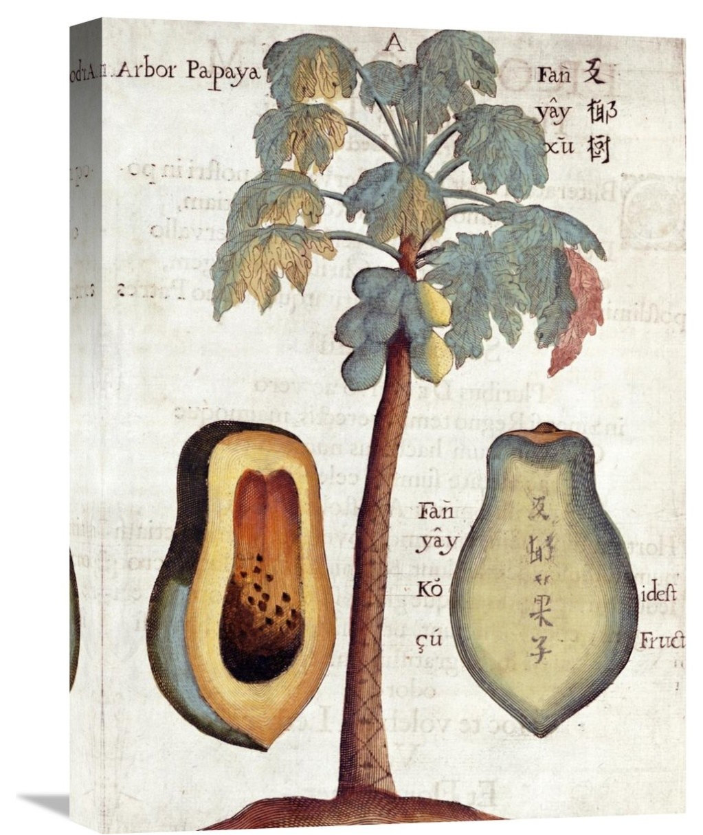 "Papaya Tree" Artwork, 16.308" x 22" - Asian - Prints And Posters - by ...