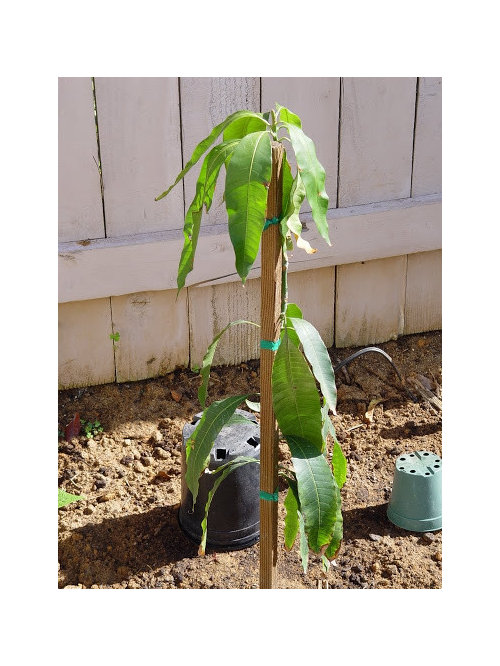 is my Mango tree alive?
