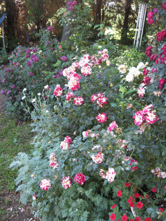 The best striped roses?