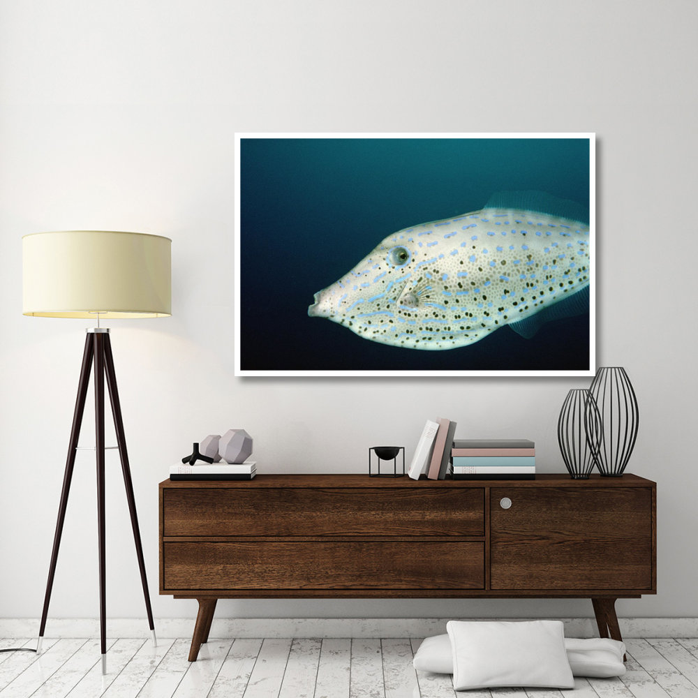 Scrawled Filefish Portrait Off Of Cocos Island, Costa Rica-Paper Art ...