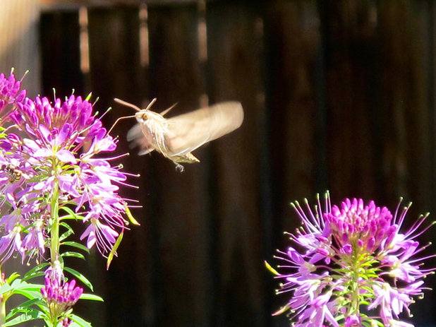 Plant Rocky Mountain Beeplant for Late-Summer Color and Pollinator Buzz