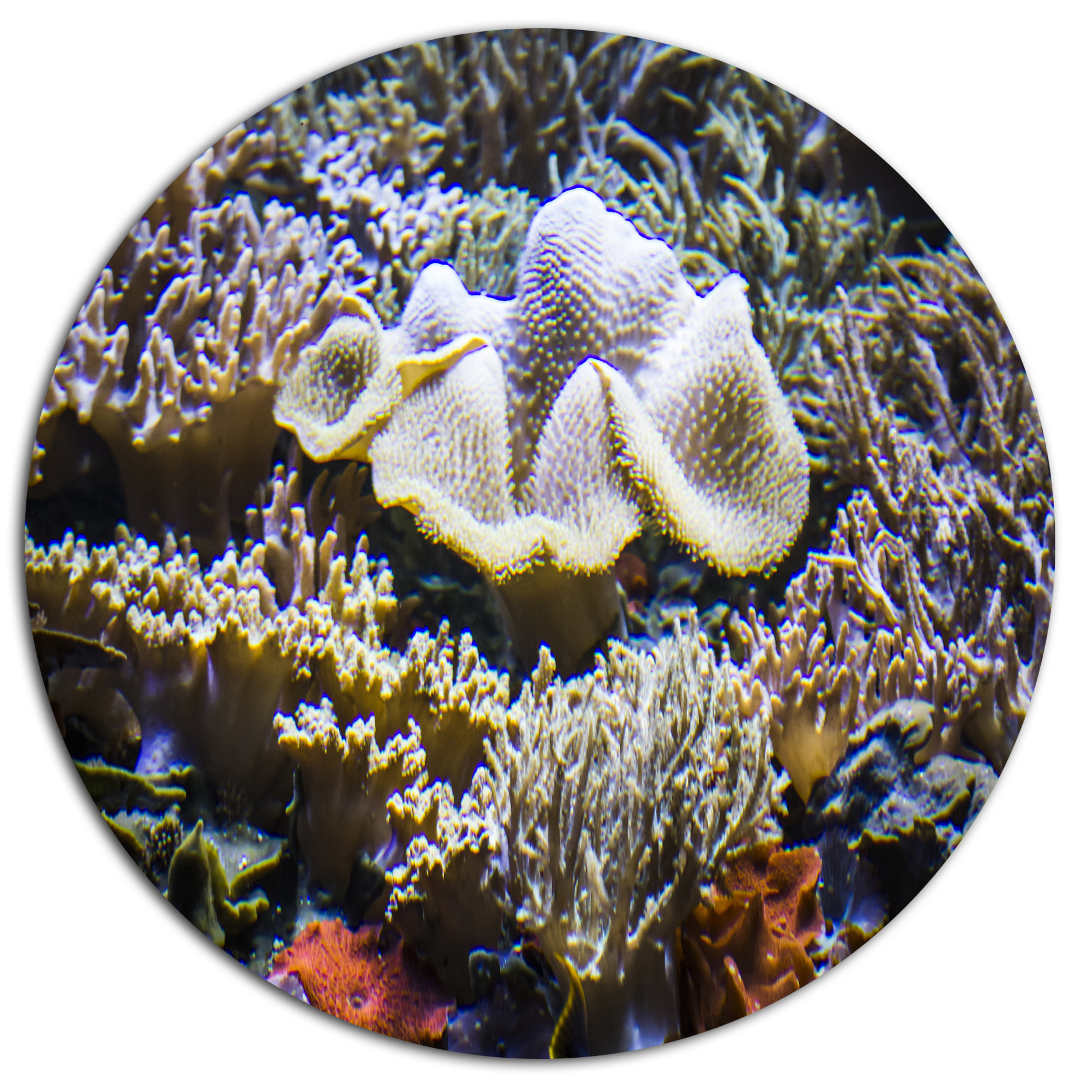 Beautiful Seabed With Fish, Landscape Disc Metal Wall Art, Disc of 36 ...
