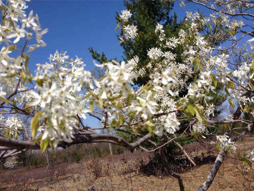 White blooming tree... Michigan