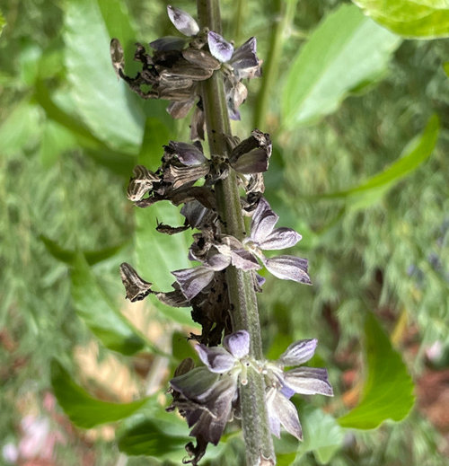 What does a Blue Mystic Spires salvia seed look like? | Houzz Forum