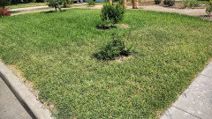 Forget Kurapia - I converted my lawn with Lippia (Phyla Nodiflora)