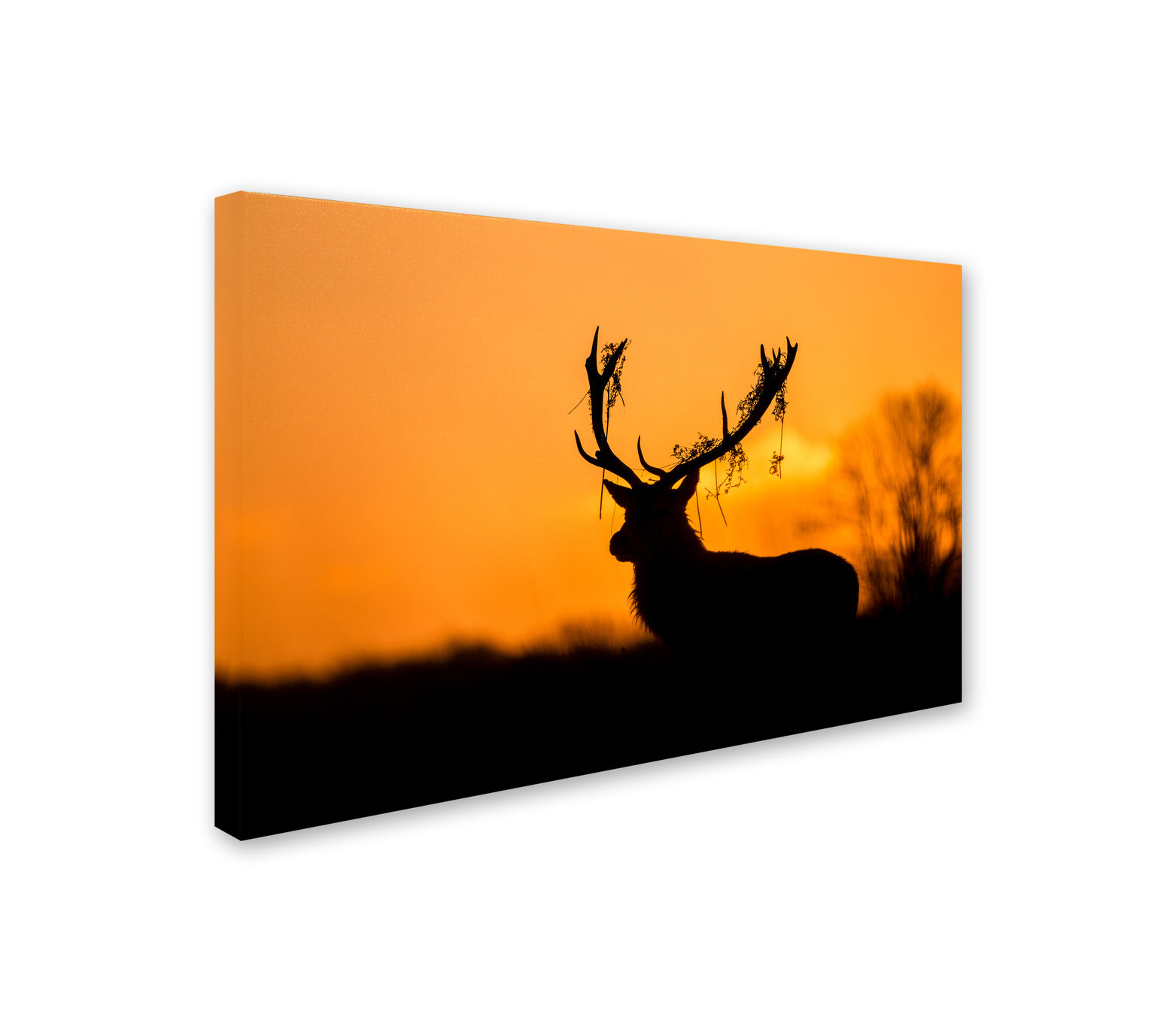 Stuart Harling 'Red Deer Stag Silhouette' Canvas Art, 19"x 12" - Rustic ...