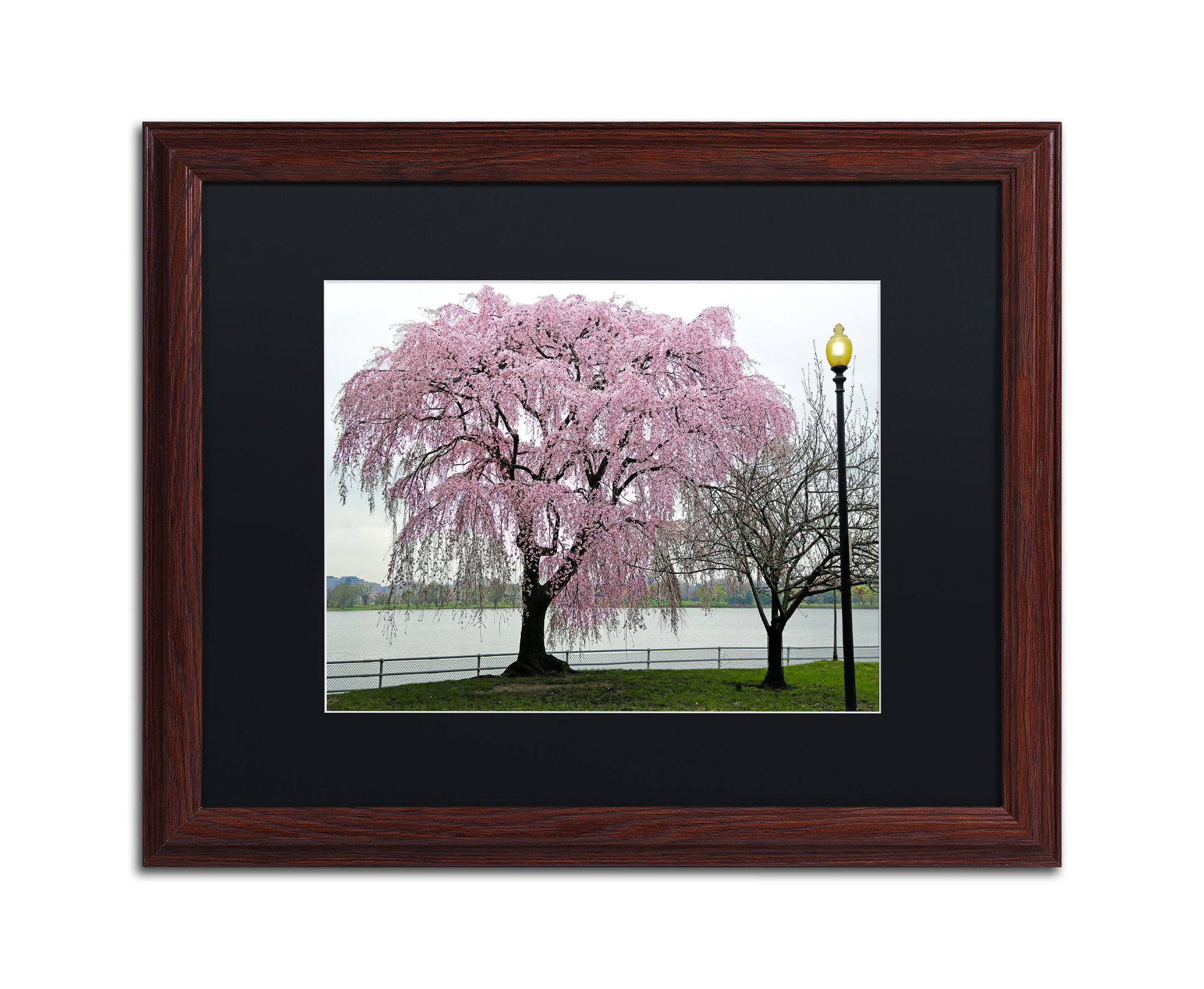 CATeyes 'Cherry Tree' Matted Framed Art, 16x20 - Traditional - Prints ...