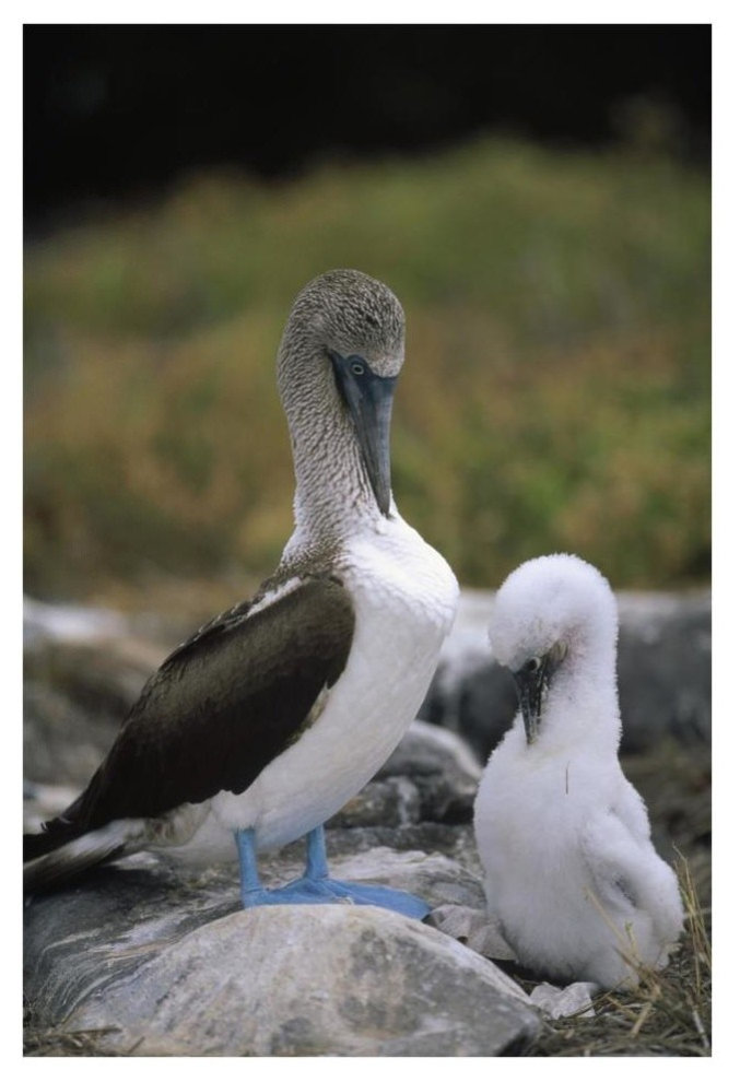 Blue-Footed Booby And Chick Preening, Galapagos Islands, Ecuador-Paper ...