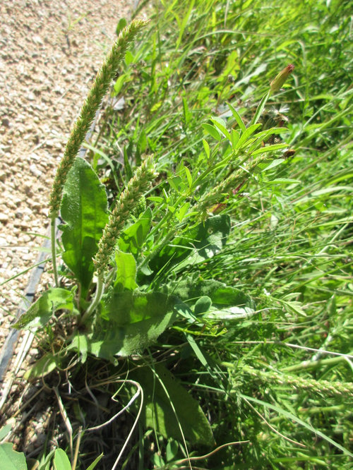 Small Weed With Seed Spikes?