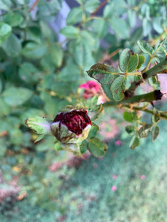 Issue with a rose flowers not opening right in SC