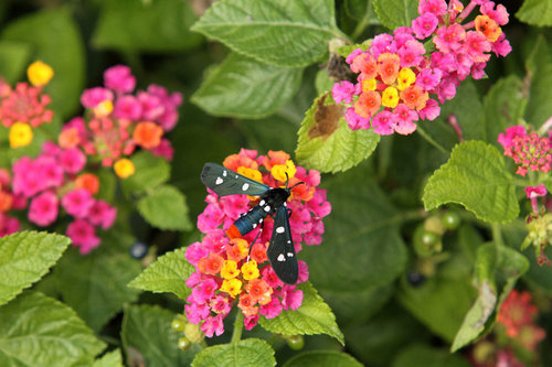 Oleander Wasp Moth