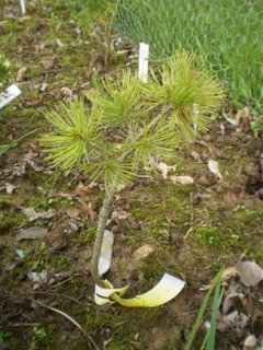 Pinus parviflora Photo Gallery 2010