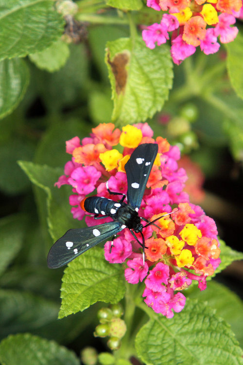 Oleander Wasp Moth