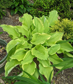 Hosta W 2022 ....................