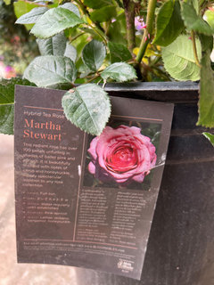 Martha Stewart Rose - two vendors, same problem | Houzz Forum