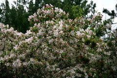 Small airy tree for backyard birdwatching