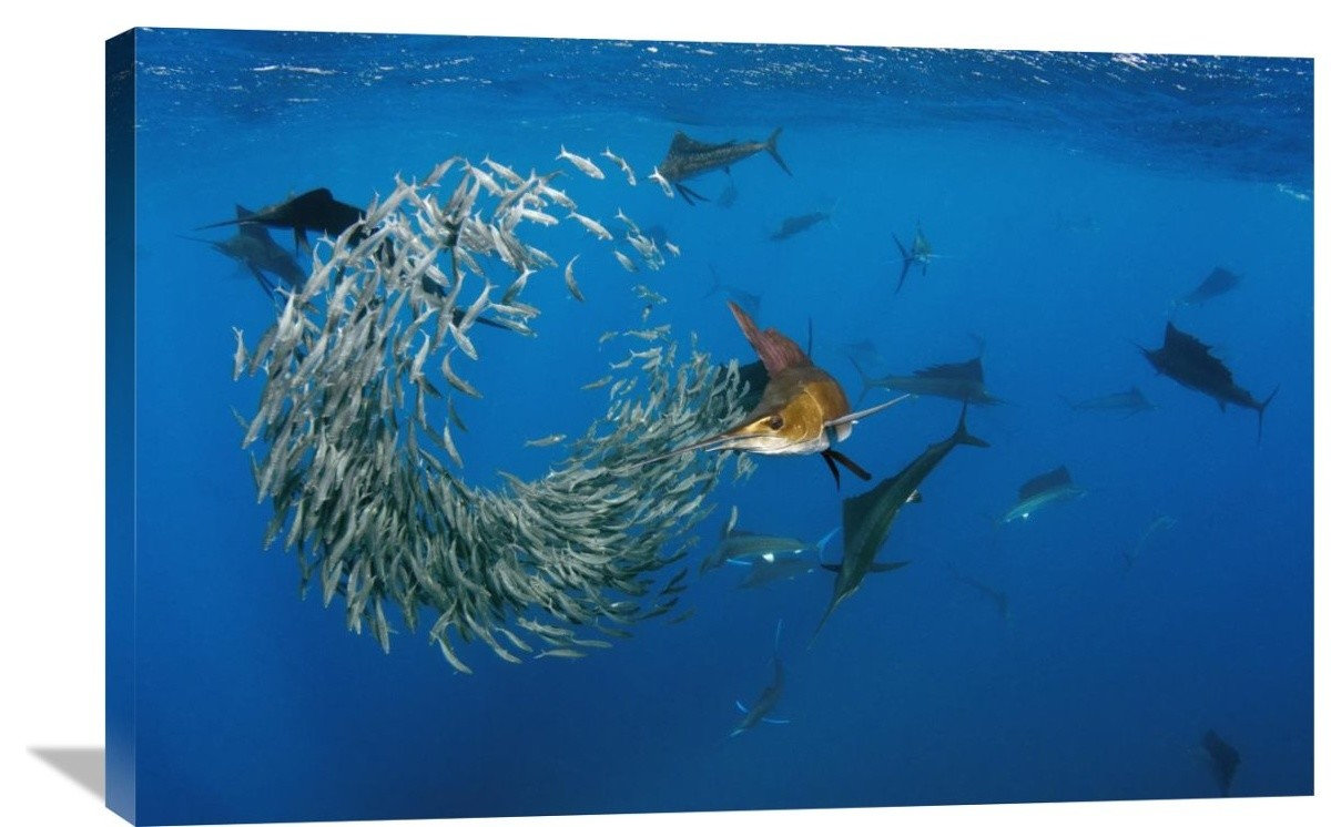 "Atlantic Sailfish Group Hunting Round Sardinella, Isla Mujeres, Mexico ...