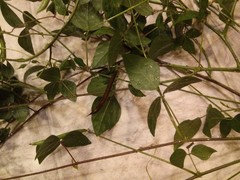 Help identifying this "wild" green bean plant!