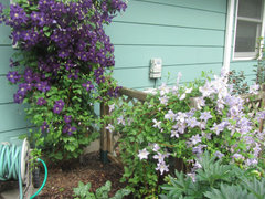 2019 Clem flower show