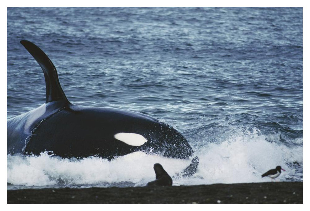 Orca Hunting South American Sea Lion Group By Beaching Itself ...