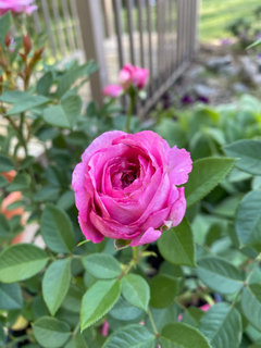 New Kordes rose here! "Raspberry Cupcake" aka KORcarmsis