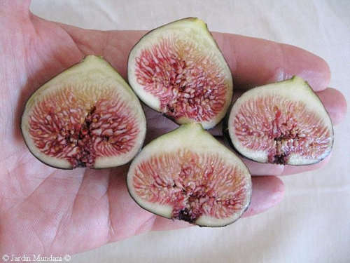 Mundani Botanical Garden