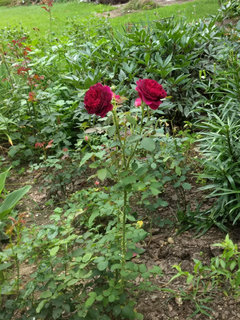 Thoughts on Falstaff rose? Vs Heathcliff rose?