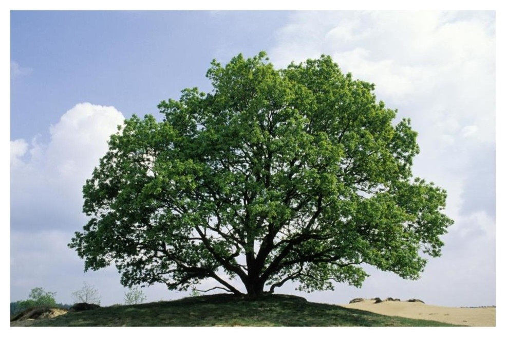 "English Oak in Autumn, Europe, Asia and North Africa" Wall Art, 38"x26 ...