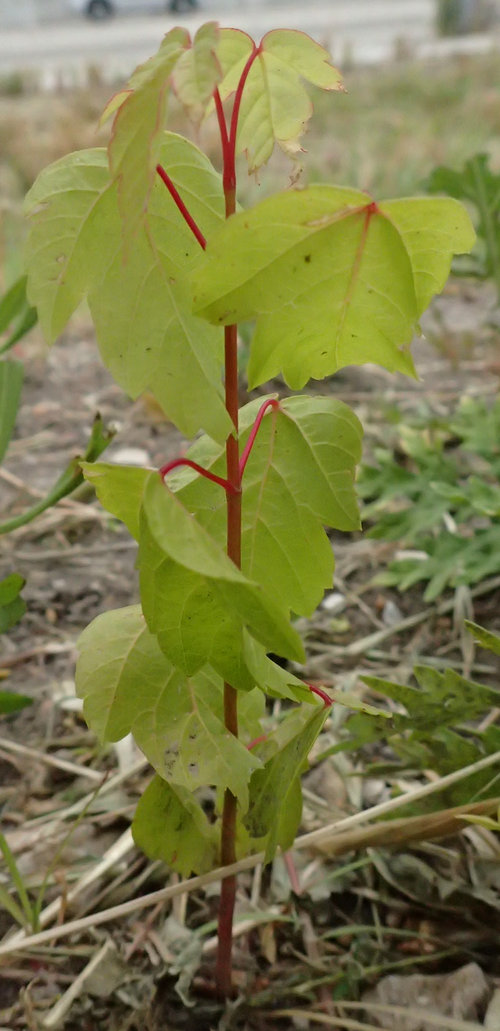 Red Stems & Maple Leaves?