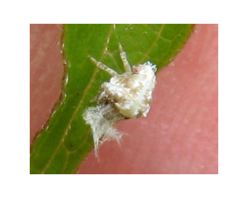 Cotton-like bug, what is it?