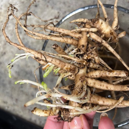 How to Plant Bare Root Sedum