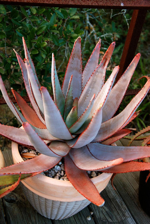 Winter aloe colors & BUDS forming!!!!