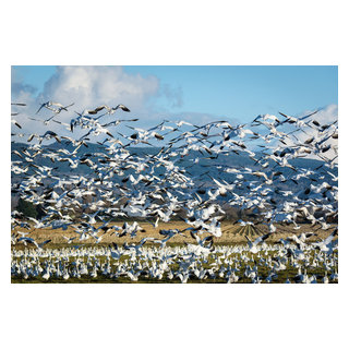 Takeoff,Self Adhesive Mural,72"x48", 72 x 48 inches - Beach Style ...