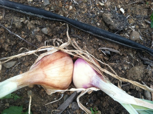 Splitting red onions