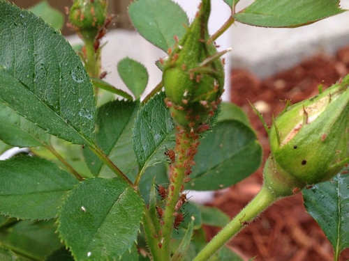 What are these bugs on my roses?