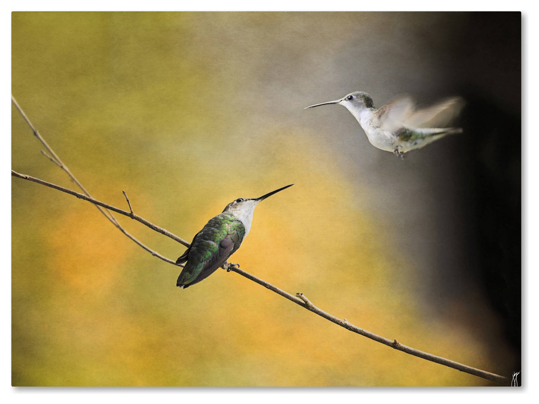 Jai Johnson 'Whisper of Your Wings Hummingbirds' Canvas Art, 24"x18 ...