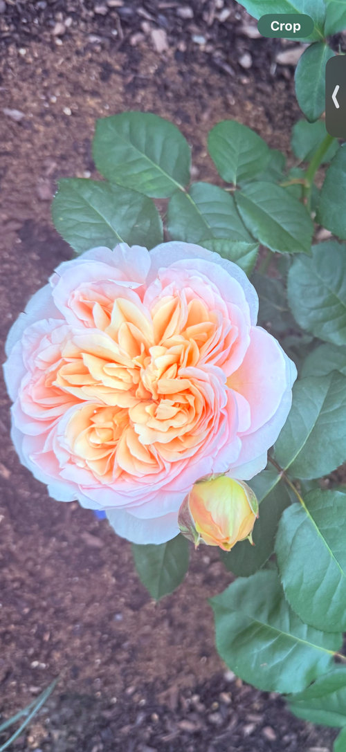 JULIET ROSE 2025, IS NOW AVAILABLE TO ALL GARDENERS | Houzz Forum
