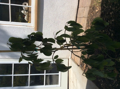 How long or big are avocado root systems?