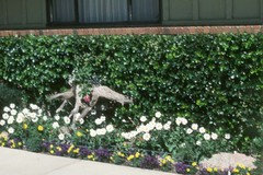 Ideas to hide retaining wall