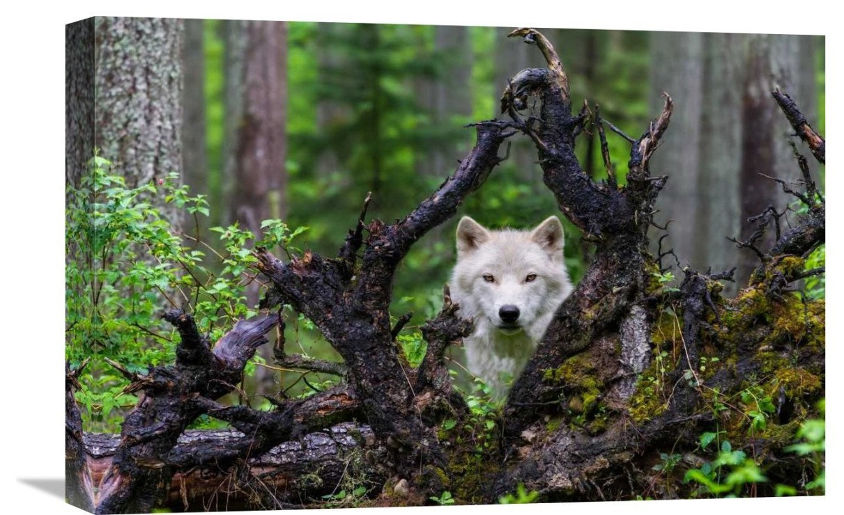 "Wolf" Stretched Canvas Giclee by Mike Centioli, 22x15" - Rustic ...