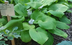 Trip to Fox Hosta Farm | Houzz Forum