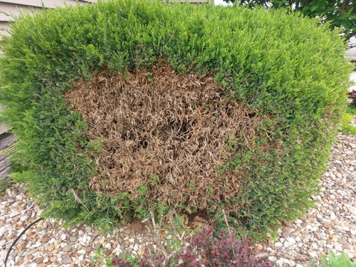 Remove butchered evergreen shrubs