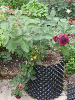 Award winning roses (nastiest, thorniest, biggest and runts)