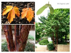 Multi-Stem Autumn Blaze Maple