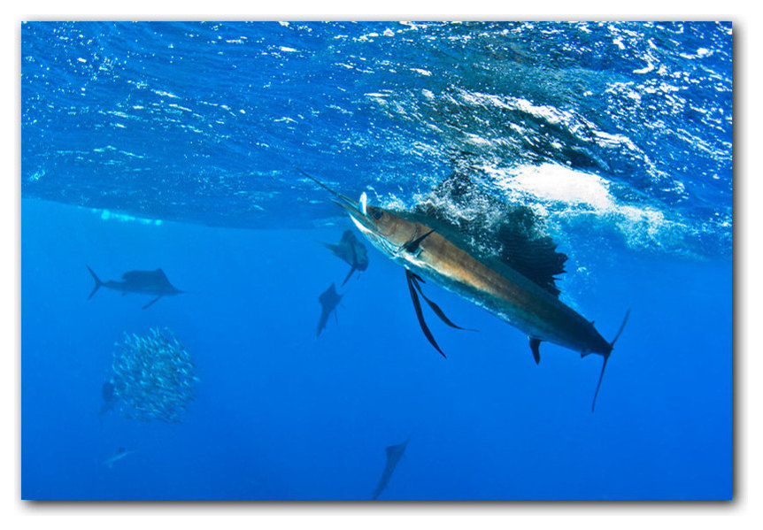 Ready2hangart Christopher Doherty Photography 'Sailfish' Canvas Wall ...